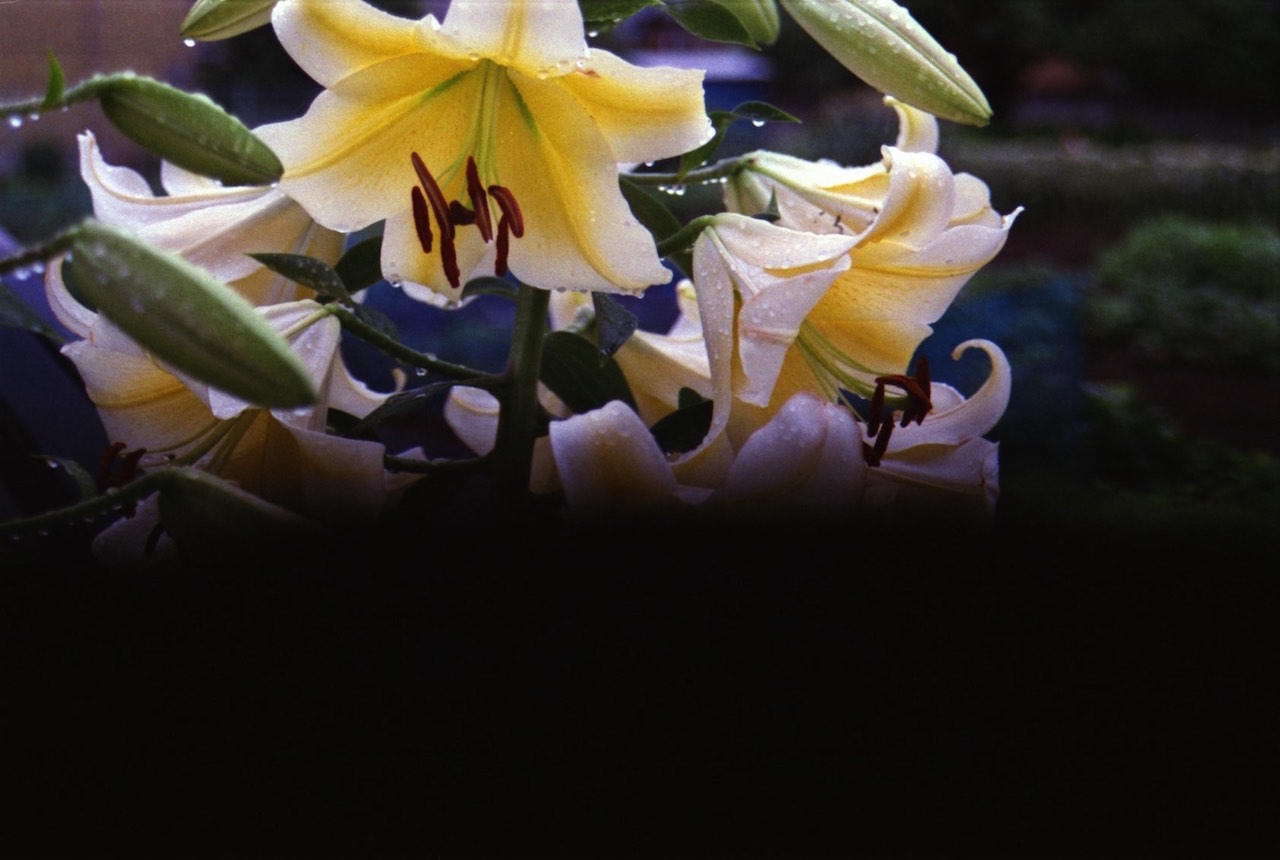 Kyocera AF 230 (Yashica) – Camera Go Camera