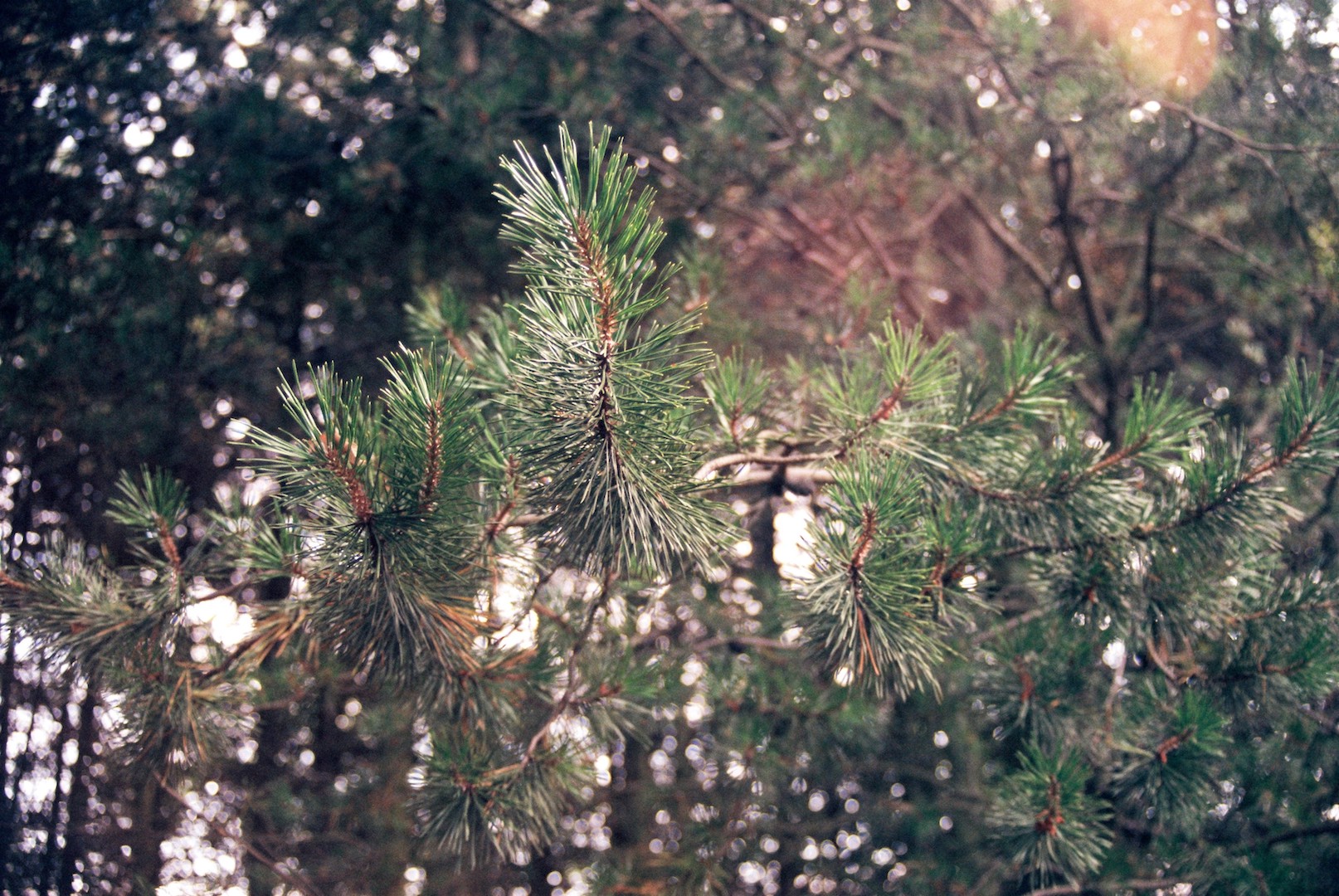 000018 – Camera Go Camera