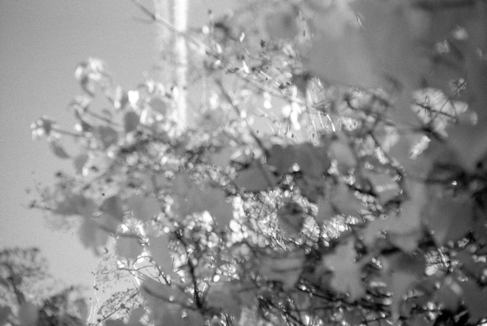 000035 – Camera Go Camera