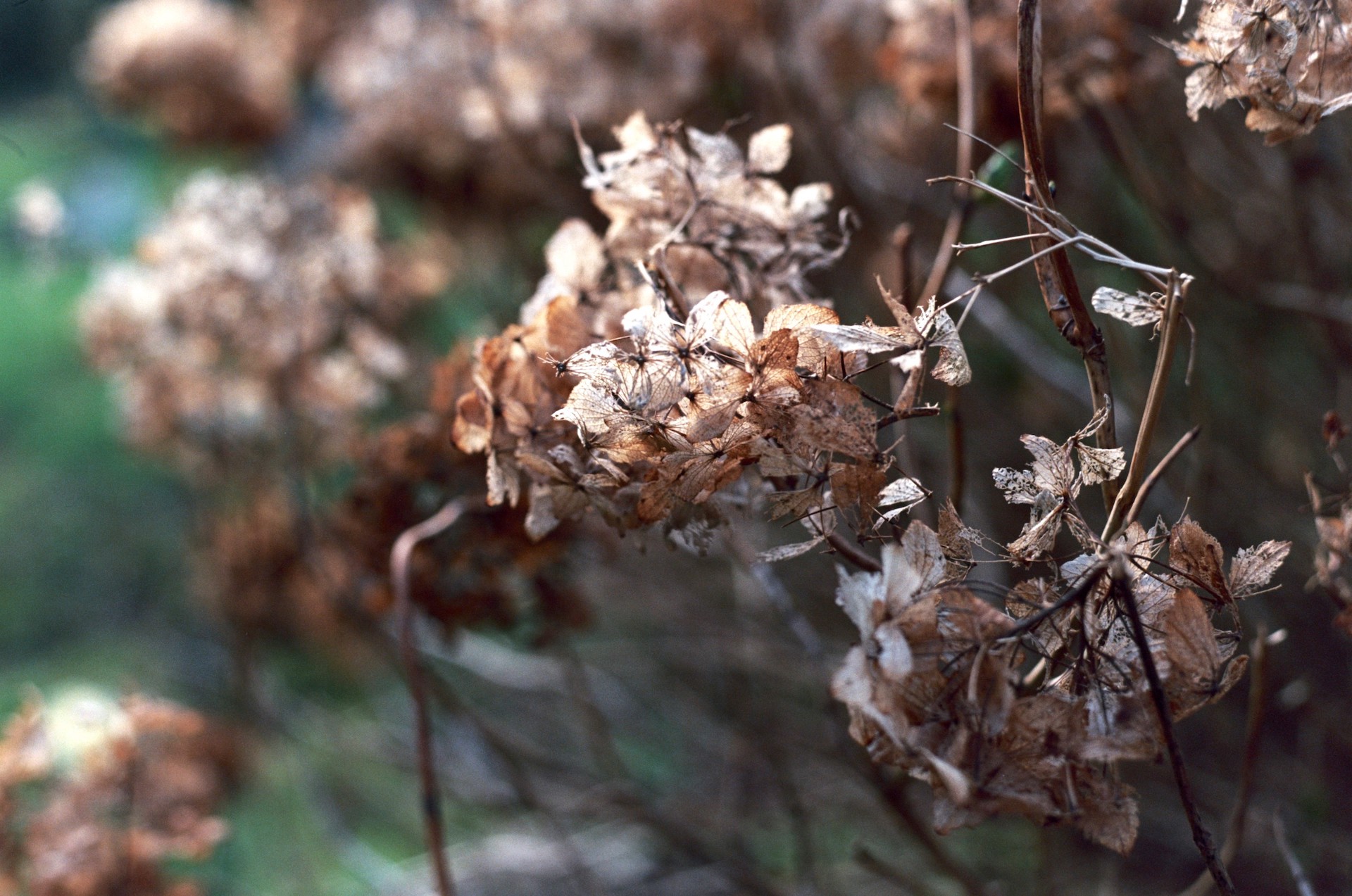 2019_03_23-ricoh-kr-10-ekta-100-castle-hill-001 – Camera Go Camera