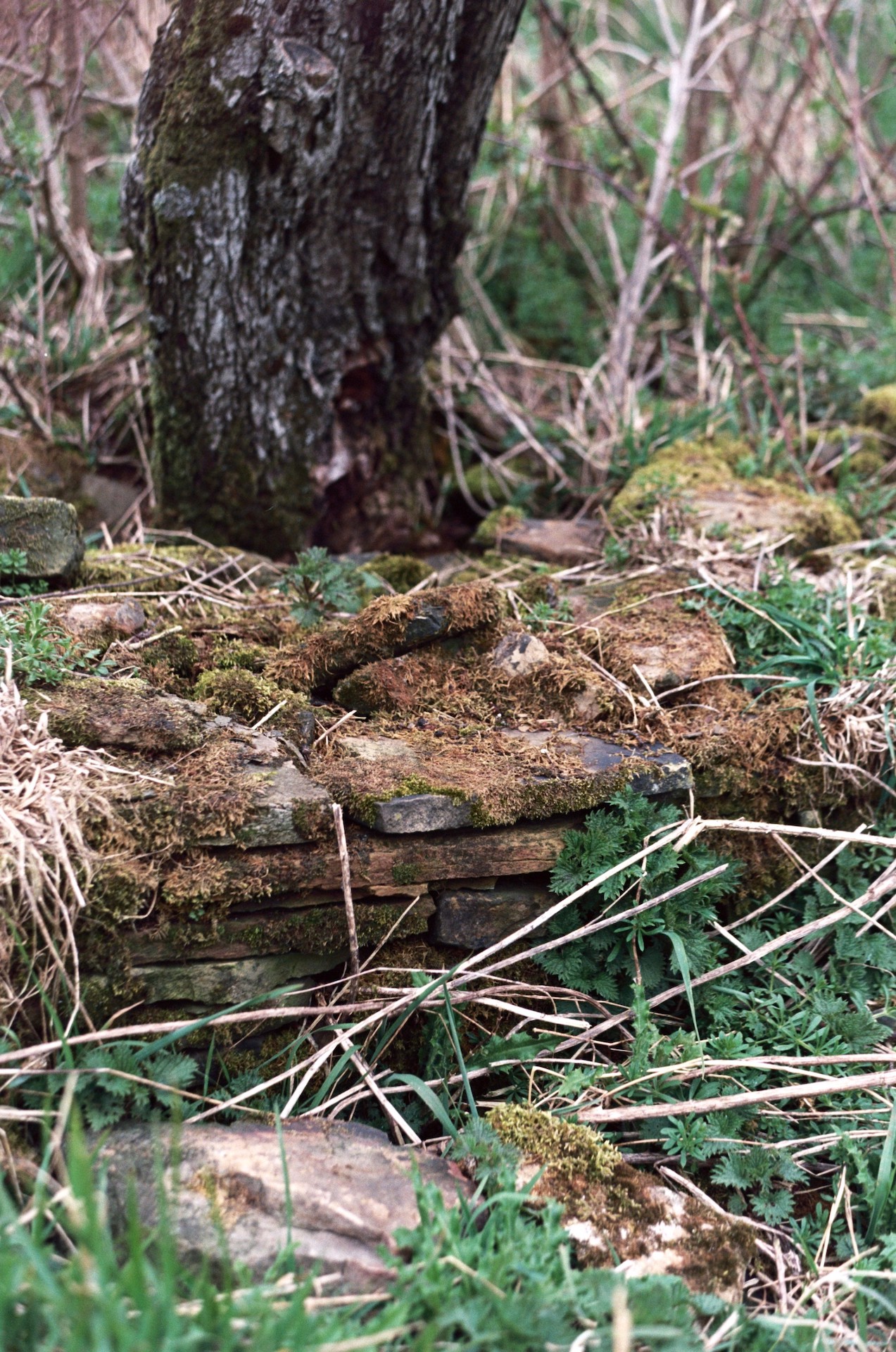 2019_03_23-ricoh-kr-10-ekta-100-castle-hill-018 – Camera Go Camera