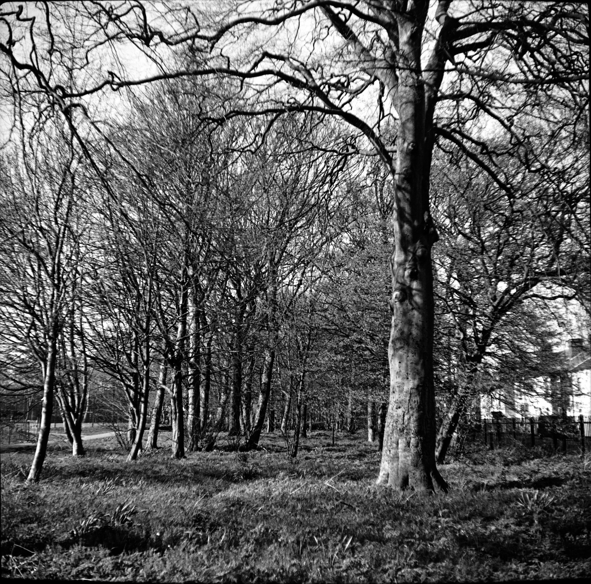2019_03_30-adox-golf-t-max-400-outwood-001 – Camera Go Camera