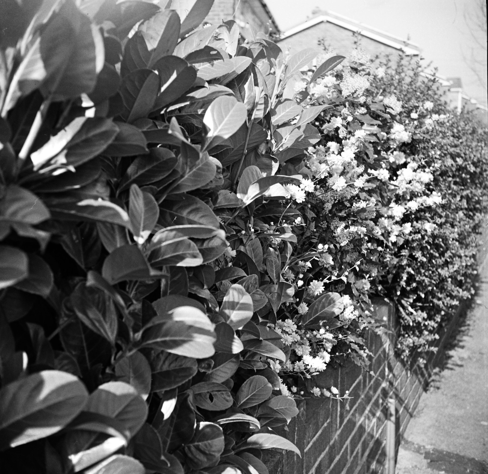 2019_03_30-adox-golf-t-max-400-outwood-007 – Camera Go Camera