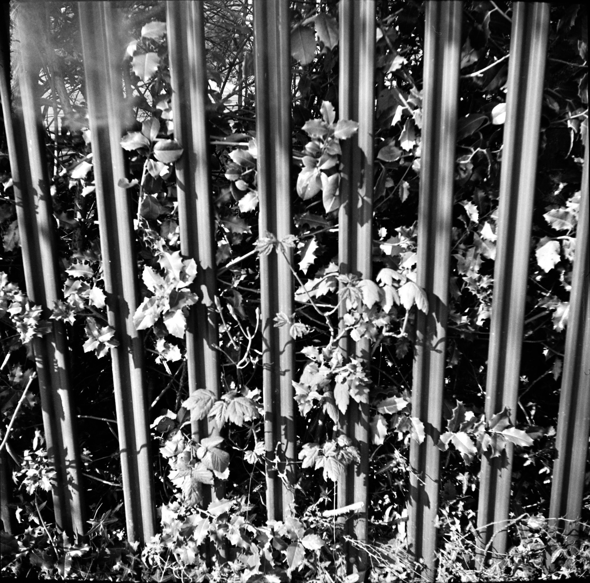 2019_03_30-adox-golf-t-max-400-outwood-009 – Camera Go Camera