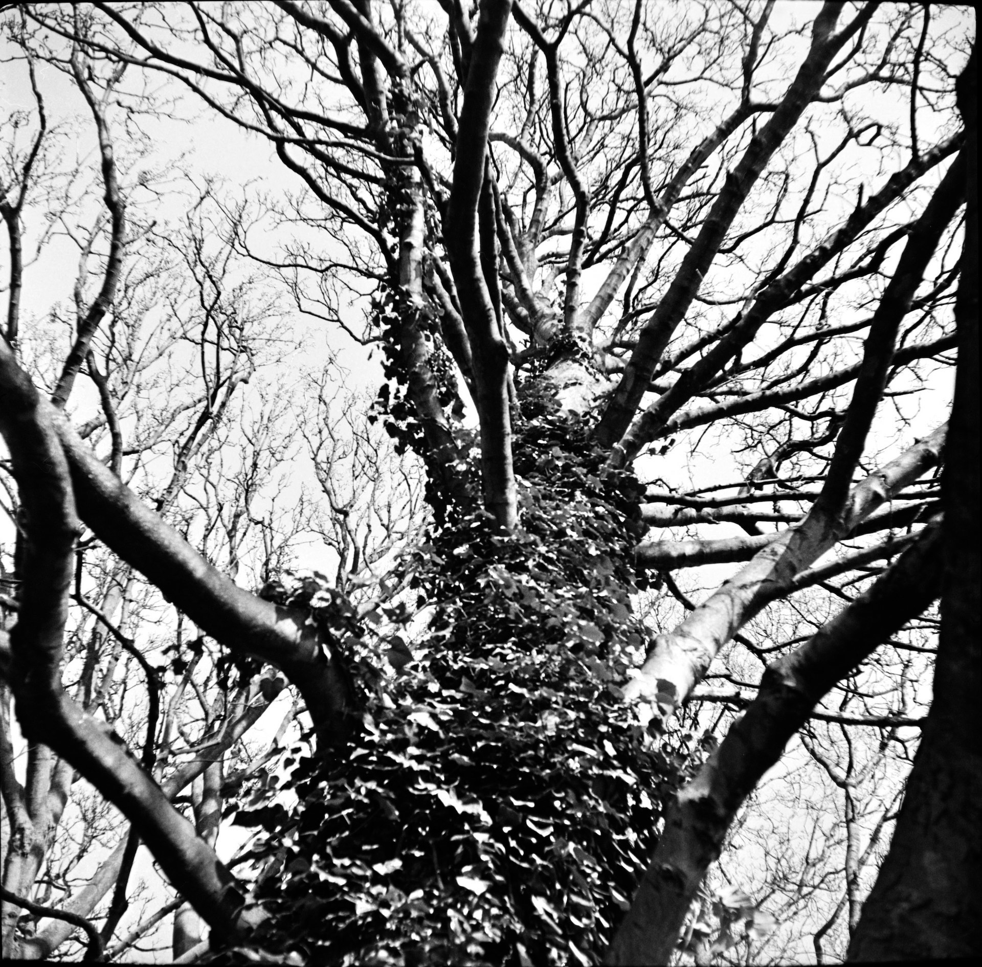2019_03_30-adox-golf-t-max-400-outwood-010 – Camera Go Camera