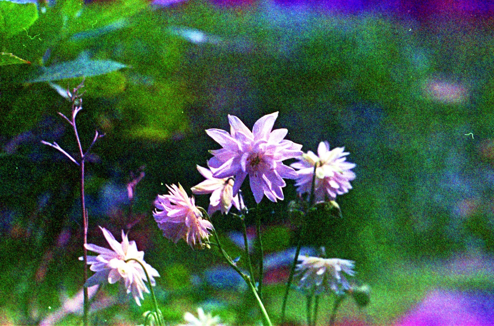 Fujica ST605 – Camera Go Camera