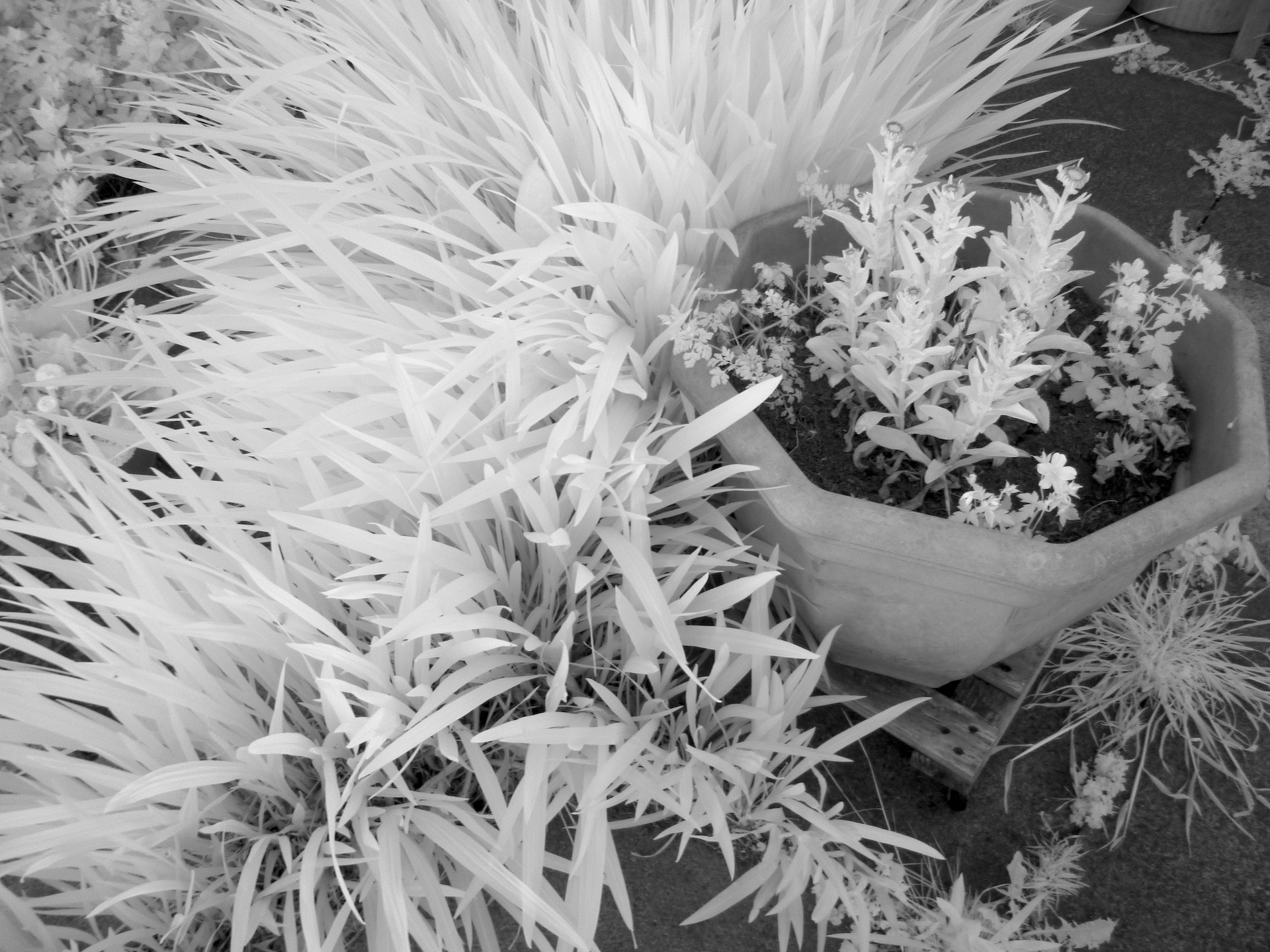 Infrared Conversion of Panasonic Digital Camera – Camera Go Camera