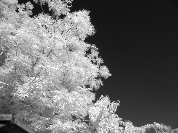 Infrared Conversion of Panasonic Digital Camera – Camera Go Camera