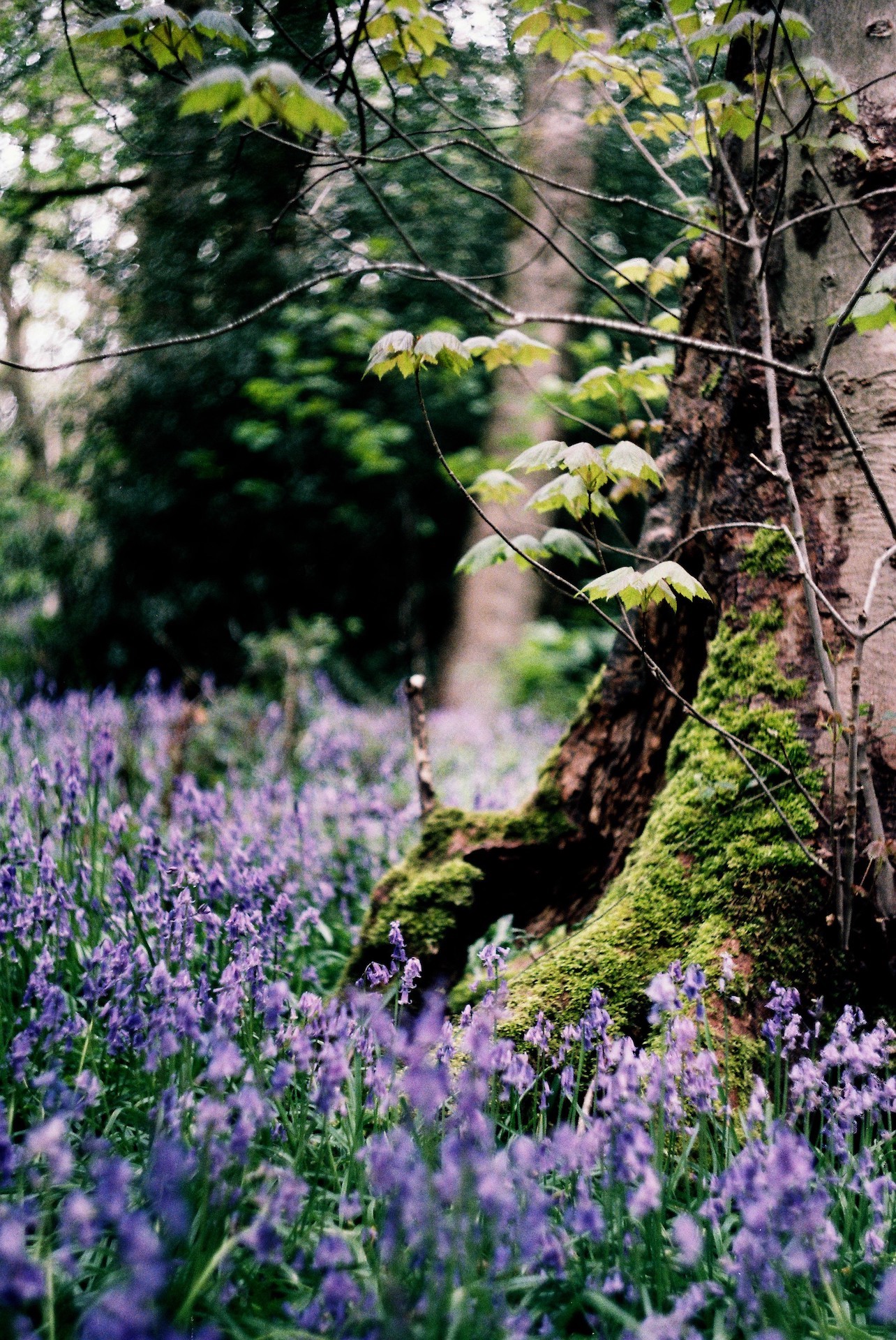 000008 – Camera Go Camera