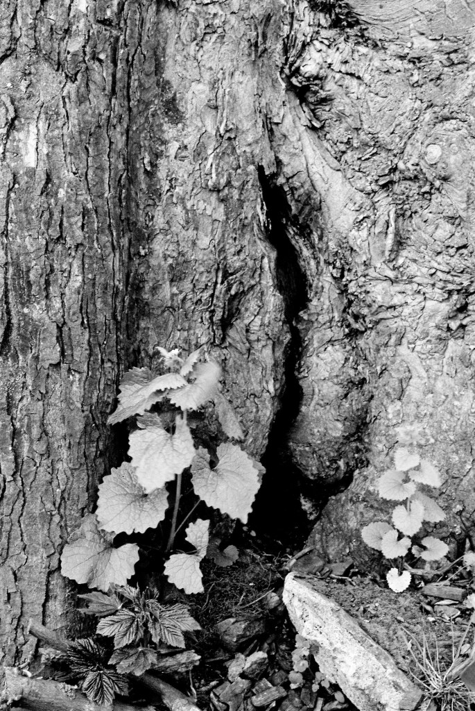 Photo Post: Contax 137MA Quartz, XP2 and Durham – Camera Go Camera